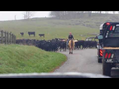 Bar K Feeder Cattle