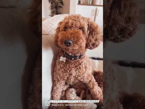 Only the best love! From all of us🥰 #dogs #dogmom #doodles #puppies #pets #family #breeder #kids