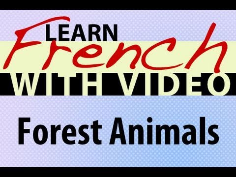 Learn French with Videos - Forest Animals