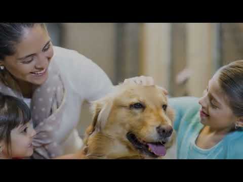 Local animal shelters in need of adopters, help as they reach capacity