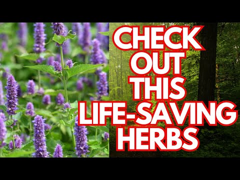 Exploring the Health Benefits of Anise Hyssop| Home remedies
