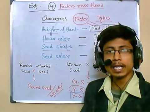 Dominant allele vs recessive allele | genetics lecture 4