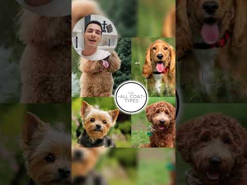 Ultimate Dog Grooming Tool Review: Chris Christensen NTS Staggered 1 1/4 Tooth Buttercomb 6"