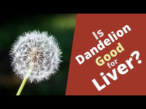 Is Dandelion Good for Liver? Use Its Root Tea for Your Liver Detox