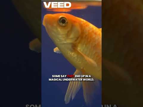 Ever Wondered Where Flushed Goldfish Go?