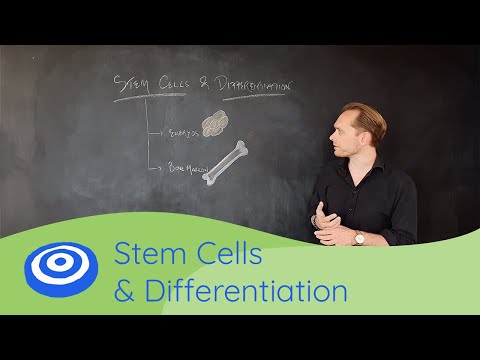 Stem Cells & Differentiation - GCSE science, Biology (9-1)