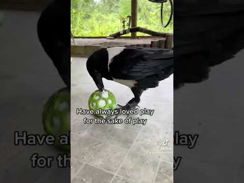 My Favorite Things About Crows