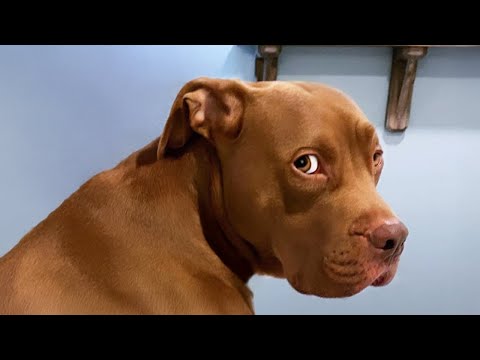 NEW Funniest Animal Videos 2025 😁 Funny Dogs and Cats That’ll Instantly Boost Your Mood!