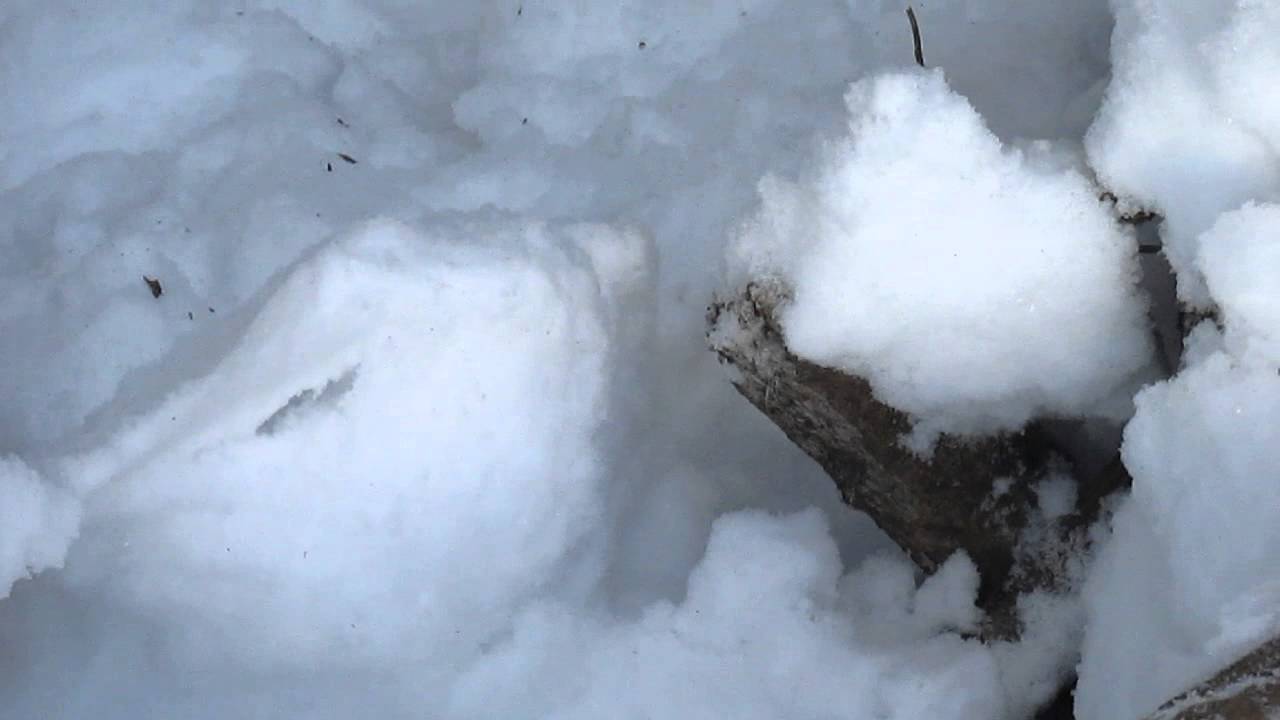 Beaver Proof - installation in action