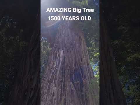 Eureka, CA Big Tree