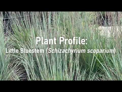 Little Bluestem Plant Profile