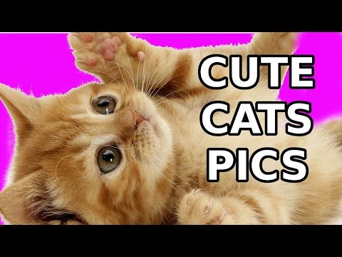 CUTE CATS PICTURES COMPILATION