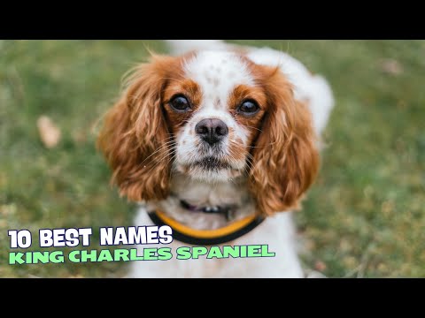 10 Best Names for King Charles Spaniels! π