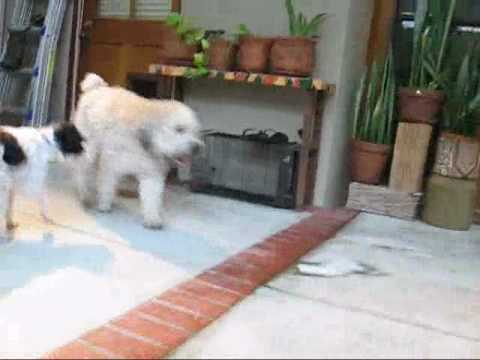 The joy of fostering a dog (by Eldad and Audrey Hagar) #love