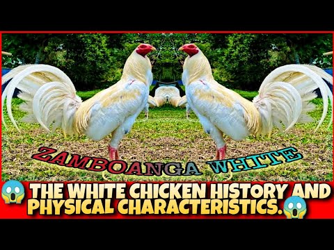 THE WHITE CHICKEN HISTORY AND PHYSICAL CHARACTERISTICS.
