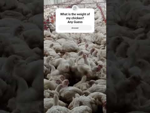 poultry farm broiler chicken day 34, #poultryfarming #freerangechickens #chicken #poultry #ytshorts