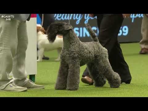 Best of Breed, Terrier Group|KERRY BLUE TERRIER|