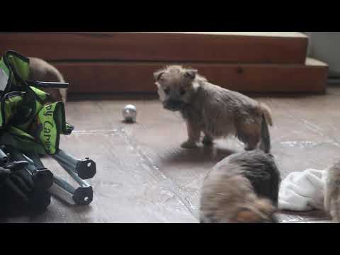 Cairn Terrier Puppies For Sale