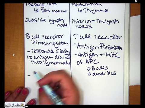 B Cells vs T Cells