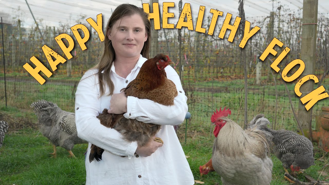 Calmer Chickens, Less Stress: Simple Tips for a More Peaceful Flock