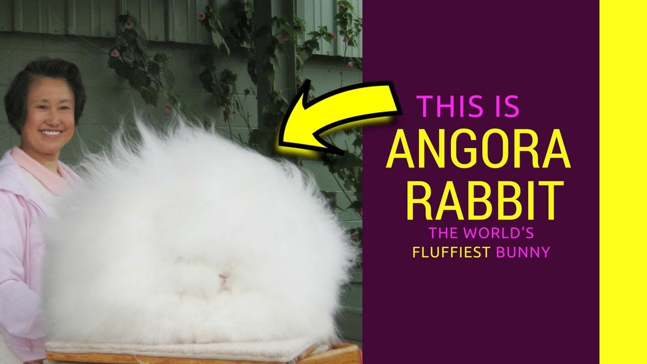 Angora rabbit facts- English angora rabbit pet care and how to groom