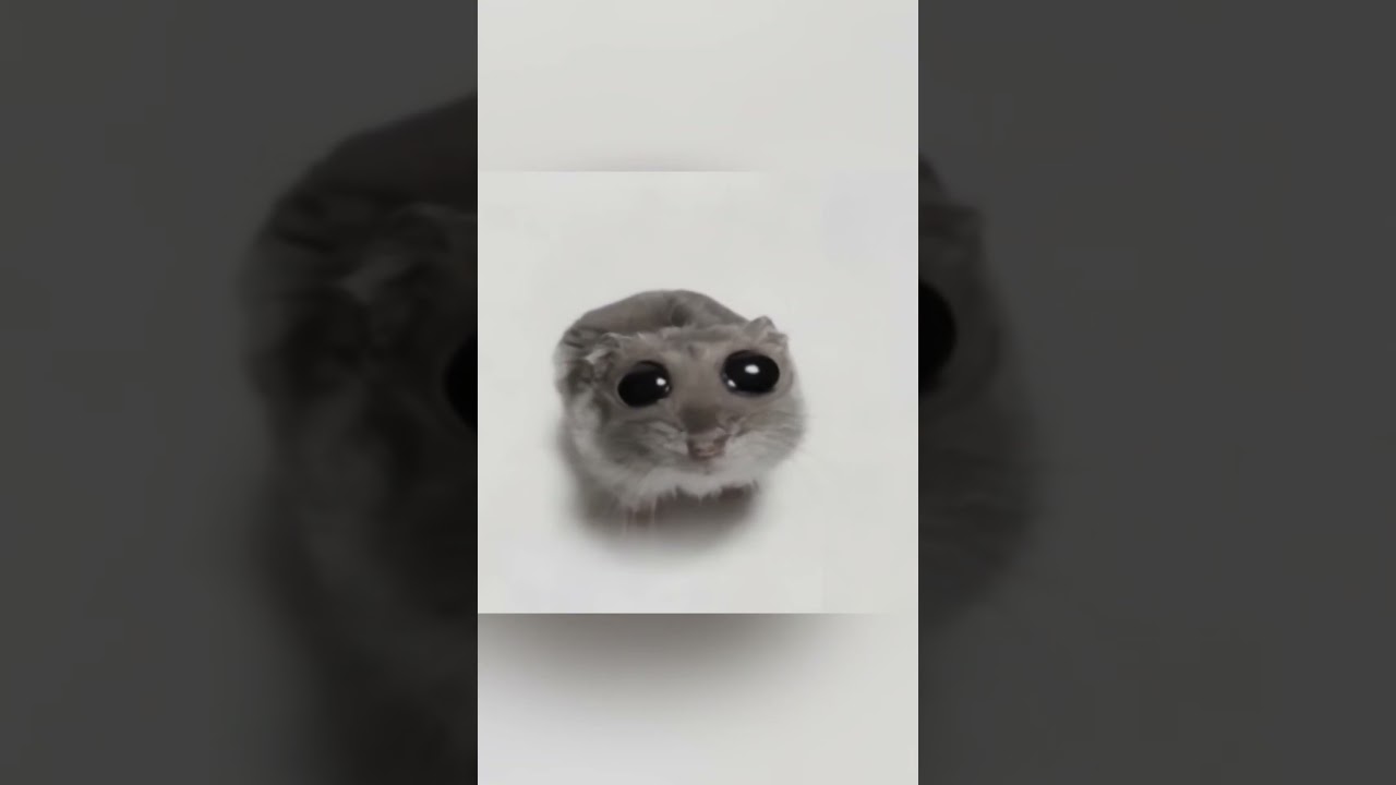 【4K Ultra HD】Hamster #meme