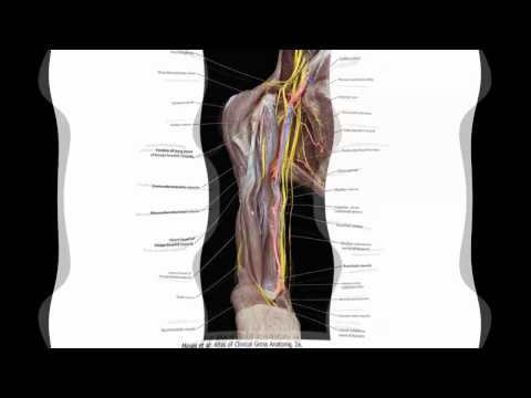 Anterior Arm and Cubital Fossa