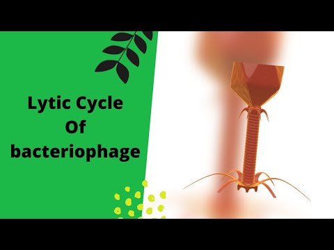 Lytic Cycle | Studeo Biology