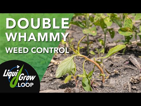 Fight Waterhemp with HPPD Inhibitors and Atrazine