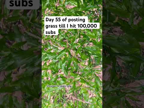 Day 55 of posting grass till I hit 100,000 subs 