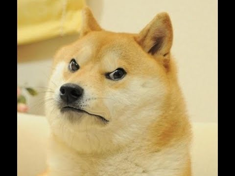 Funny Dog Memes
