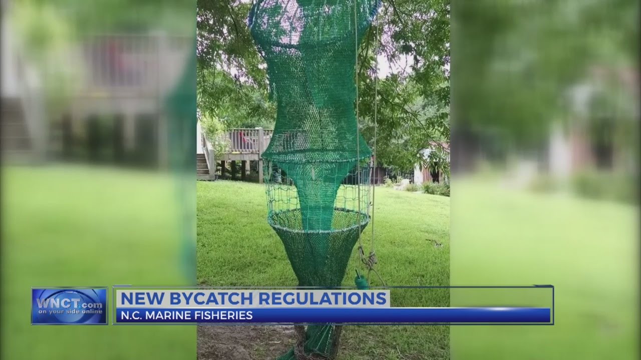 Proposed regulations aim to reduce shrimp bycatch