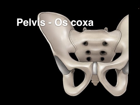 Pelvis Osteology (Os coxa)
