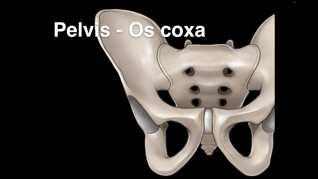 Pelvis  Osteology (Os coxa)
