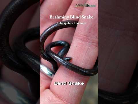 The Snake With No Eyes… and No Males!?