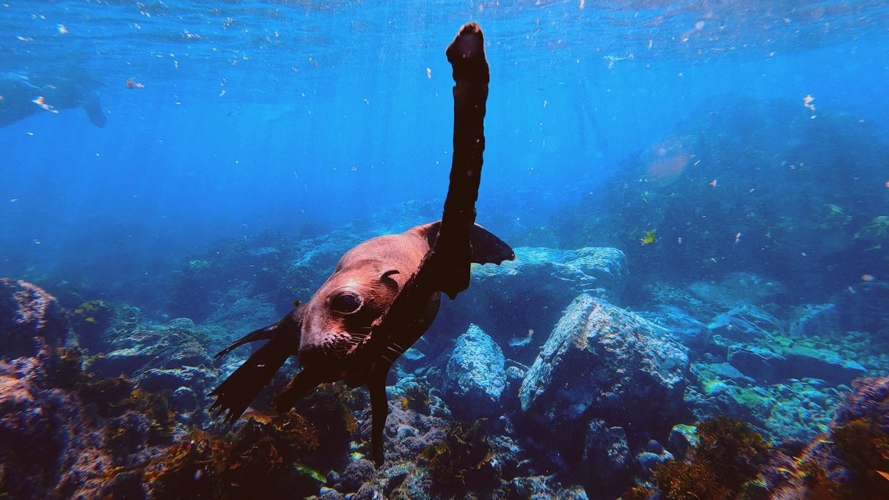 Swimming with Australia’s Wild Fur Seals