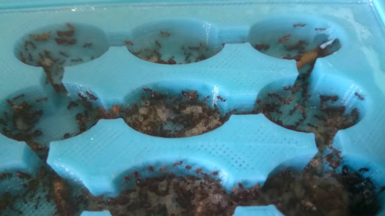 pheidole cf. indica Update #10
