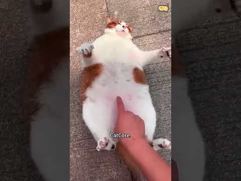 Fat Core.🤣🤣🐱#funnycats #funnyanimals #petvideos #cat #catsoftiktok #fyp