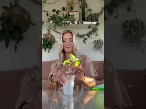 Learn to PROPAGATE in PERLITE ???? #houseplant #plantlove #plants #plantlover #plantcare #propagation