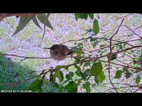 ❤️ Live Allen's Hummingbird "Olive" Summer Perch Cam.