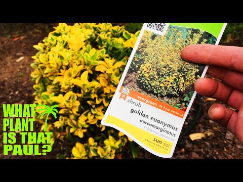 Euonymus Japonicus 'Aureomarginatus' - Dense shrub with evergreen foliage margined with yellow.