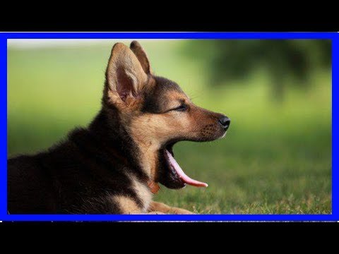 Badass german shepherd names for males and females