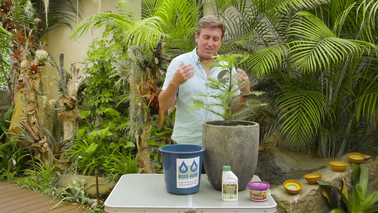 The Garden Gurus - Wollemi Pine