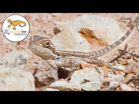 How Much to Feed Baby Bearded Dragons