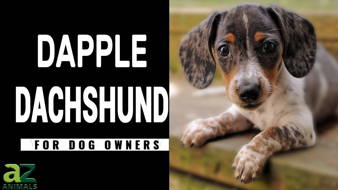 Dapple Dachshund Dog Breed Complete Guide: Pros, Cons, Photos, and More