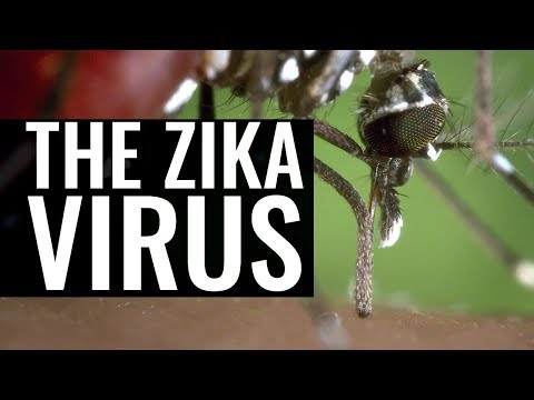 Zika Virus, Dengue and the Yellow Fever Mosquito - Professor Chris Whitty and Professor Francis Cox