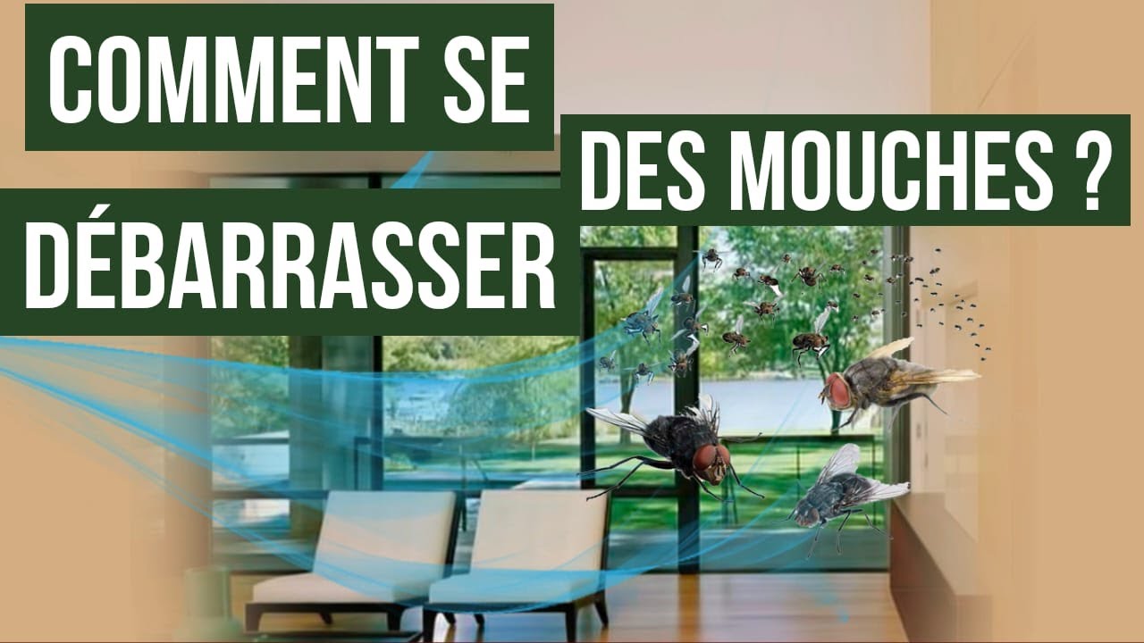 Invasion de mouches : pourquoi y en a-t-il autant très tôt cette année