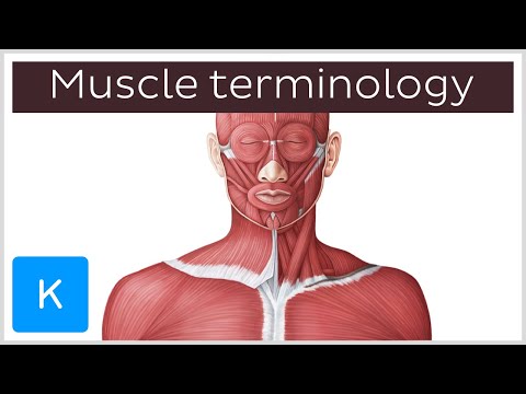 This is how you name muscles | Anatomical Terms Pronunciation by Kenhub