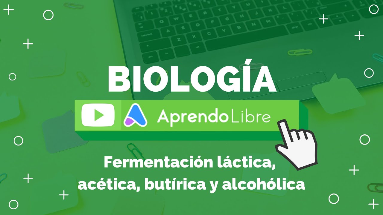 Fermentación láctica, acética, butírica y alcohólica