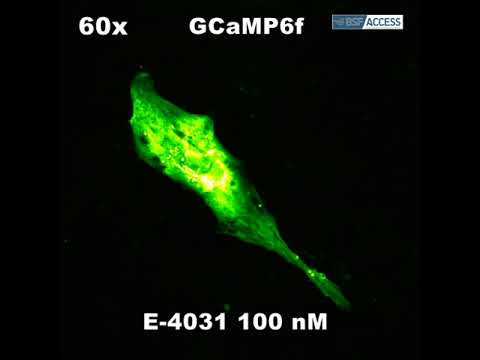 GCaMP6f probe with drugs